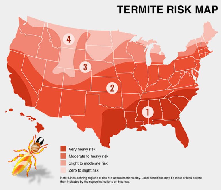 Termite-Resistant Wall Panels | Why ThermaSteel Is Safer Than Wood